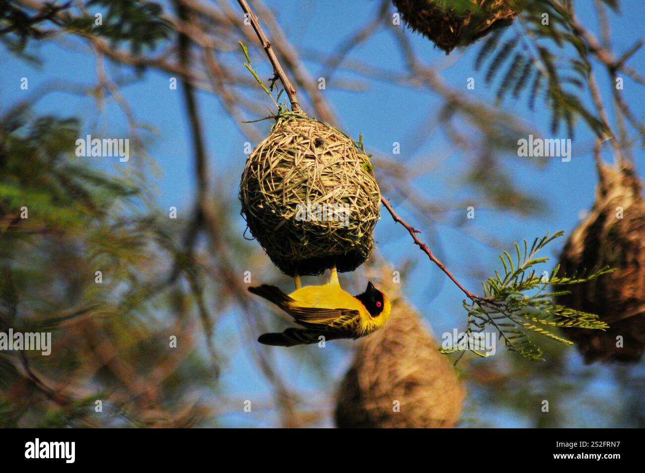 Weaver birds build their nests on a tree located at a homestead in Ga ...