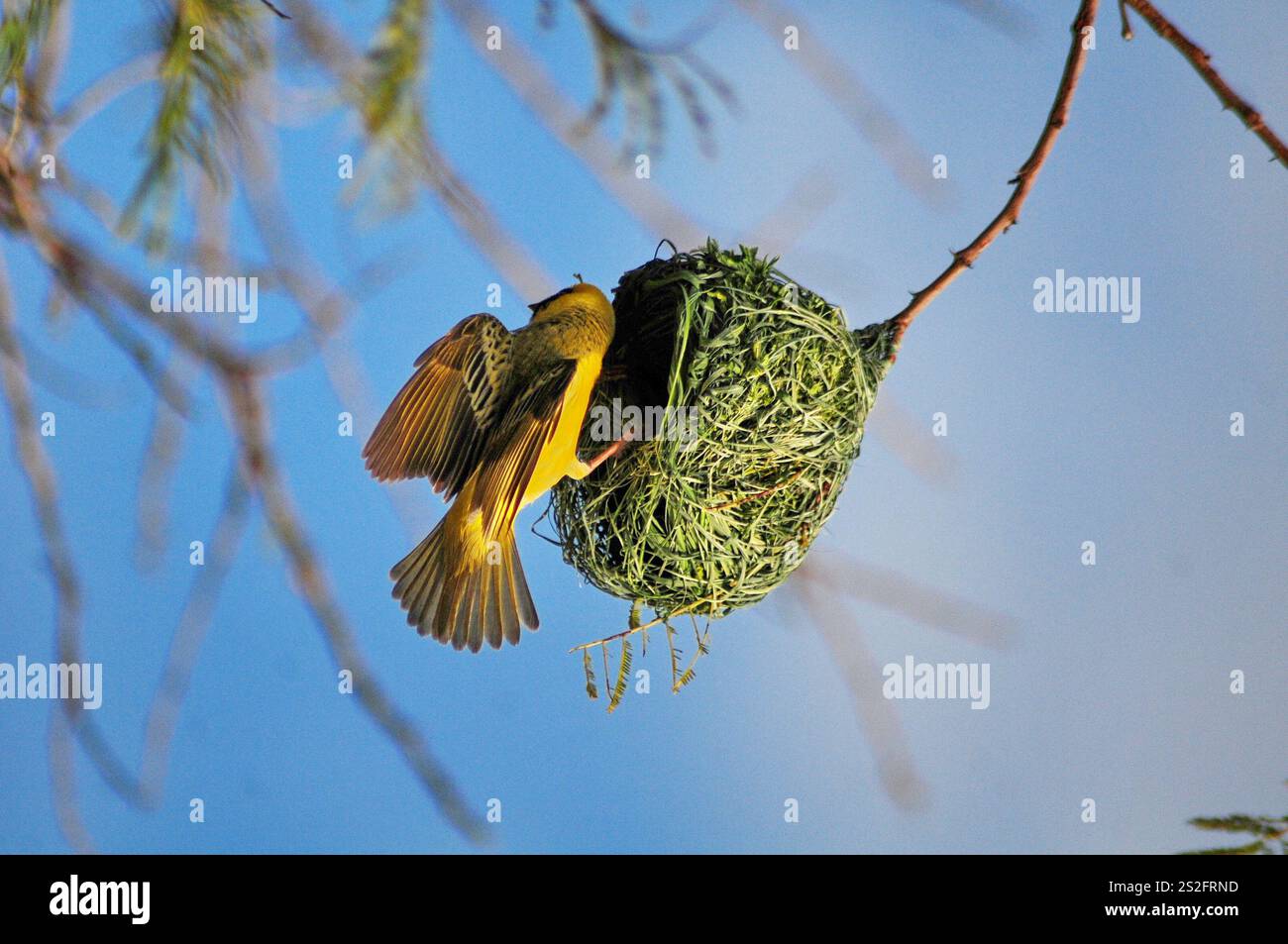 Weaver birds build their nests on a tree located at a homestead in Ga ...