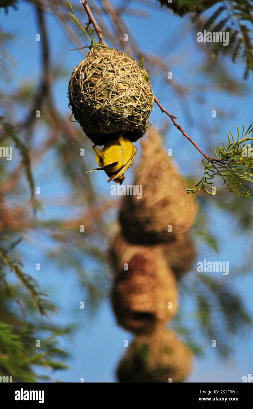 Weaver birds build their nests on a tree located at a homestead in Ga ...