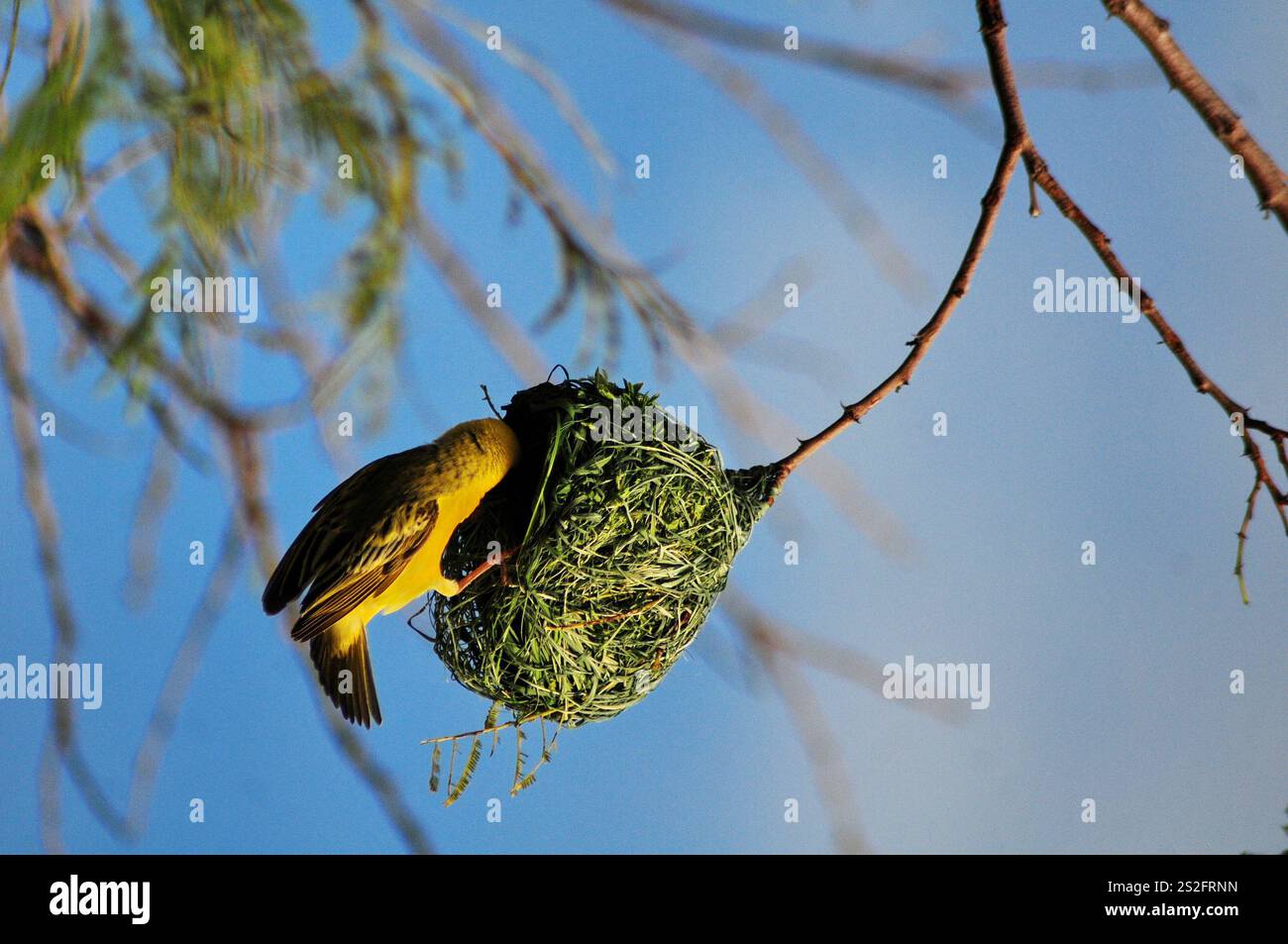 Weaver birds build their nests on a tree located at a homestead in Ga ...