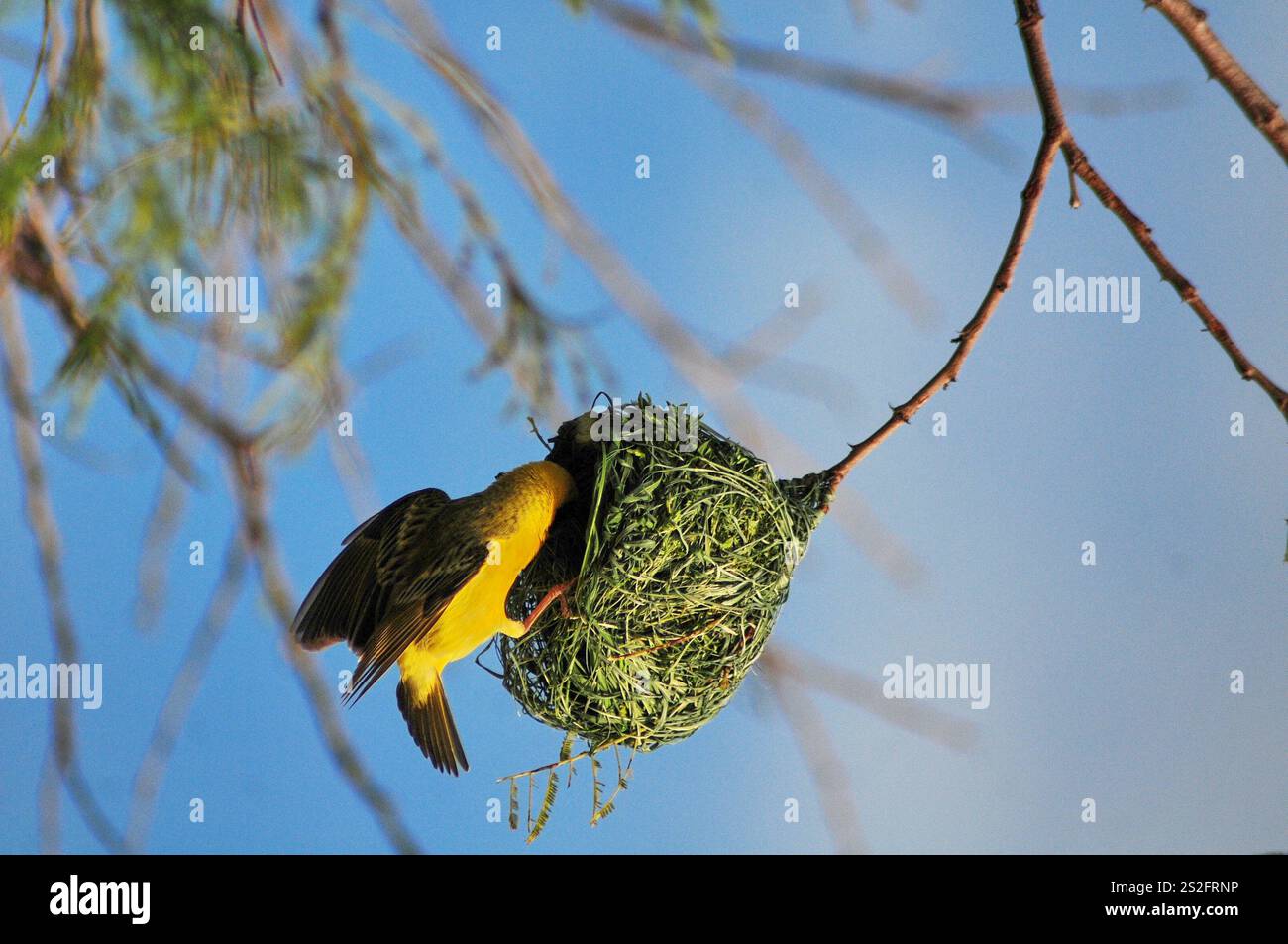 Weaver birds build their nests on a tree located at a homestead in Ga ...