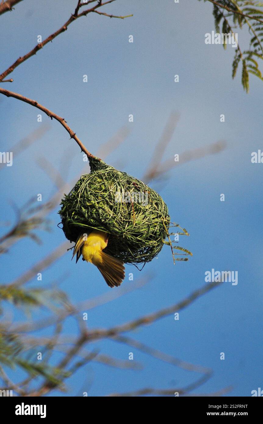 Weaver birds build their nests on a tree located at a homestead in Ga ...