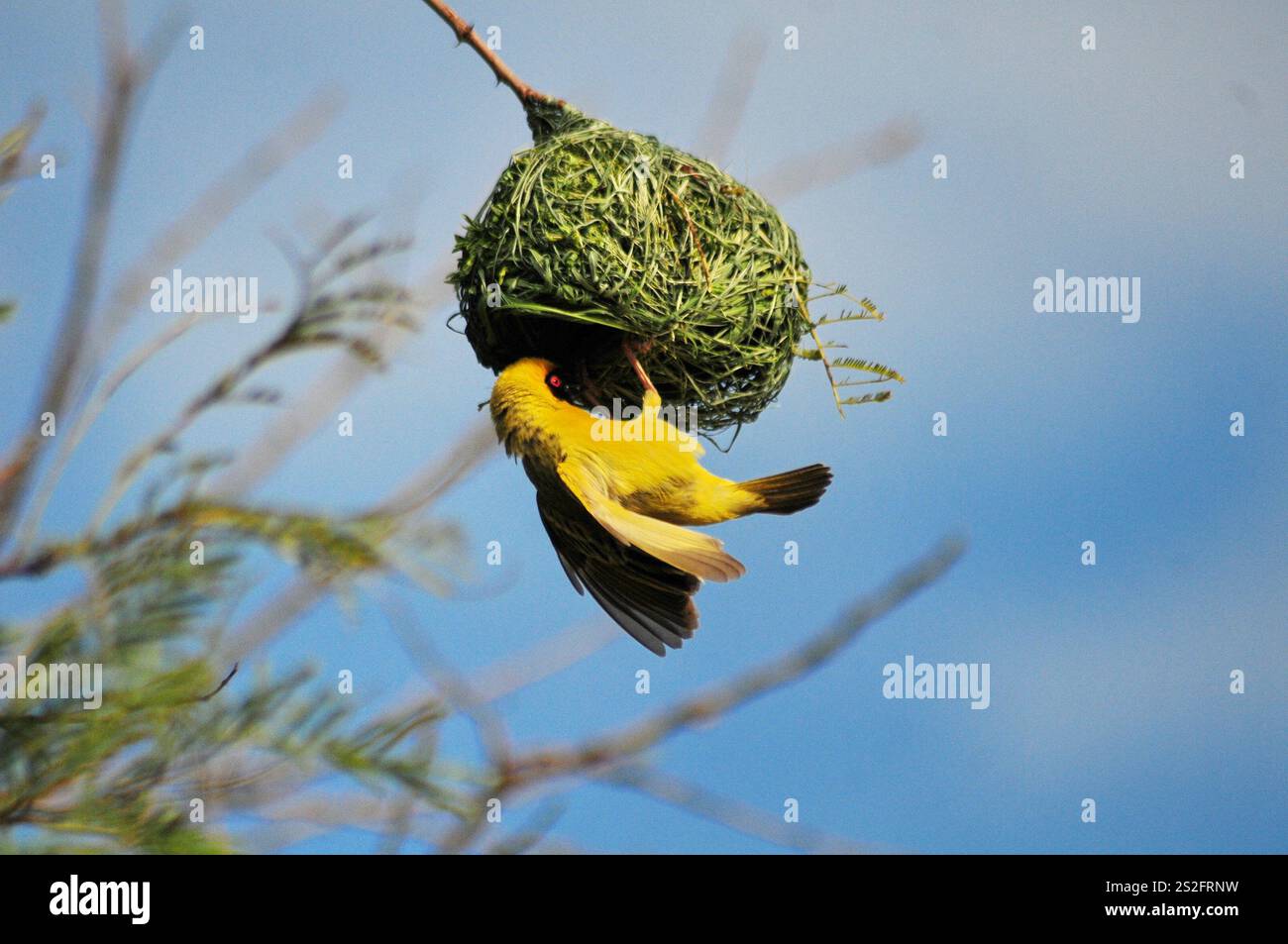 Weaver birds build their nests on a tree located at a homestead in Ga ...