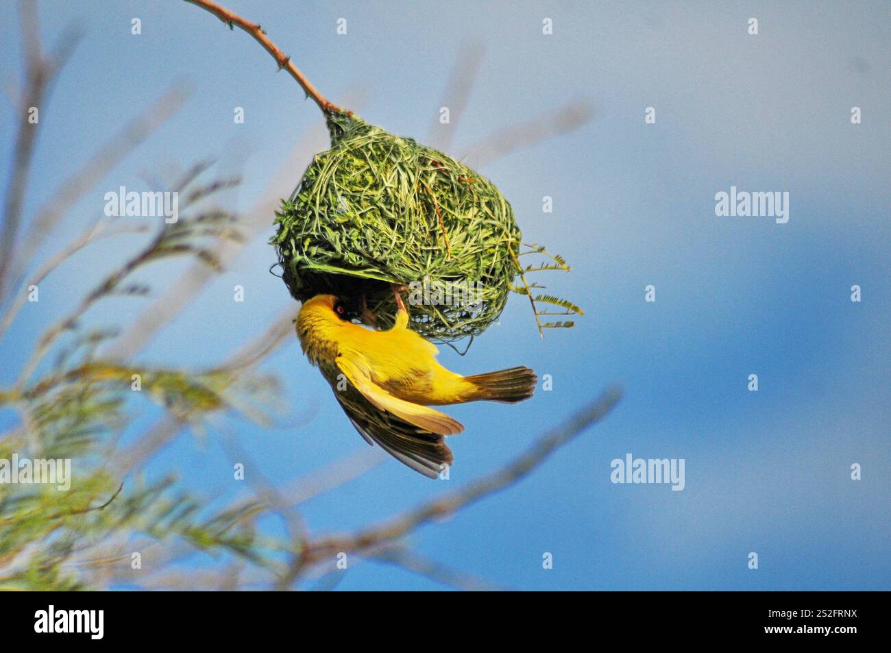 Weaver birds build their nests on a tree located at a homestead in Ga ...