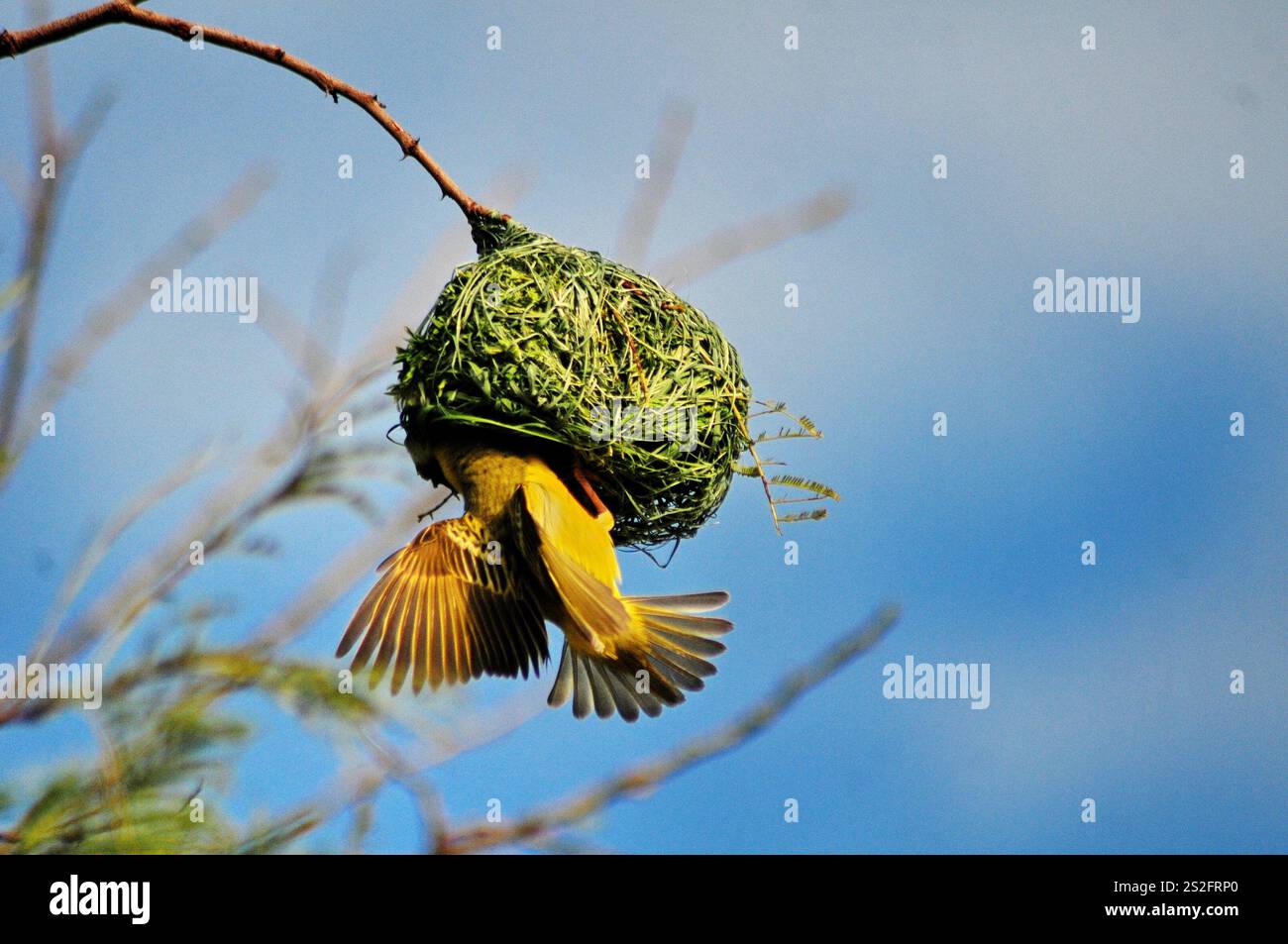 Weaver birds build their nests on a tree located at a homestead in Ga ...