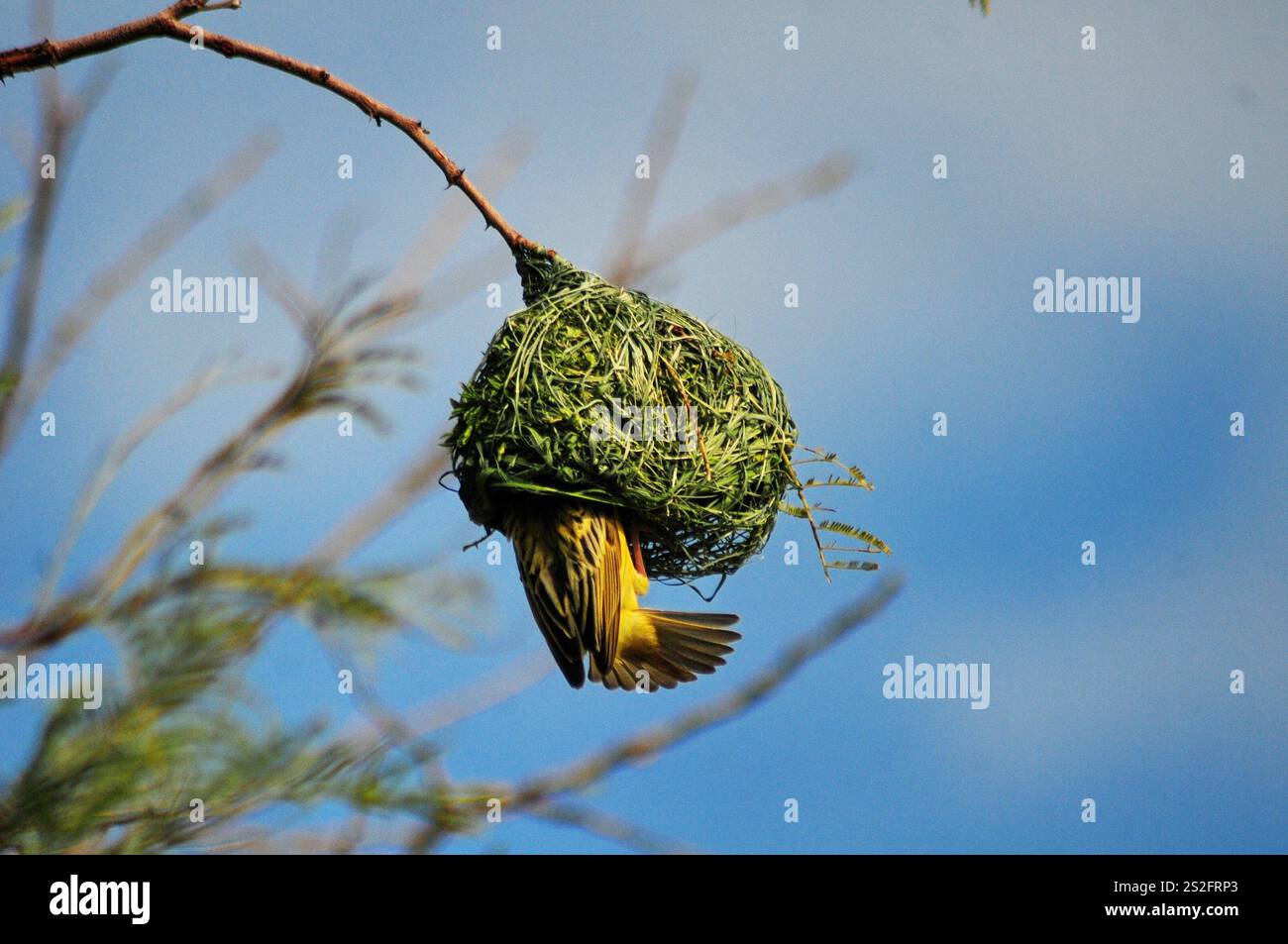 Weaver birds build their nests on a tree located at a homestead in Ga ...