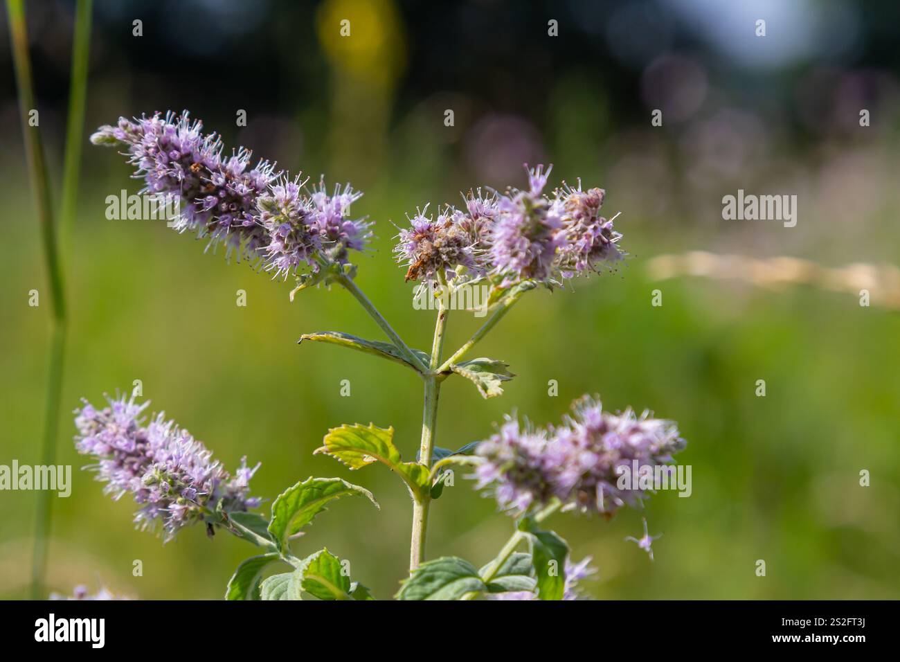 In the summer, long-leaved mint Mentha longifolia grows in the wild ...