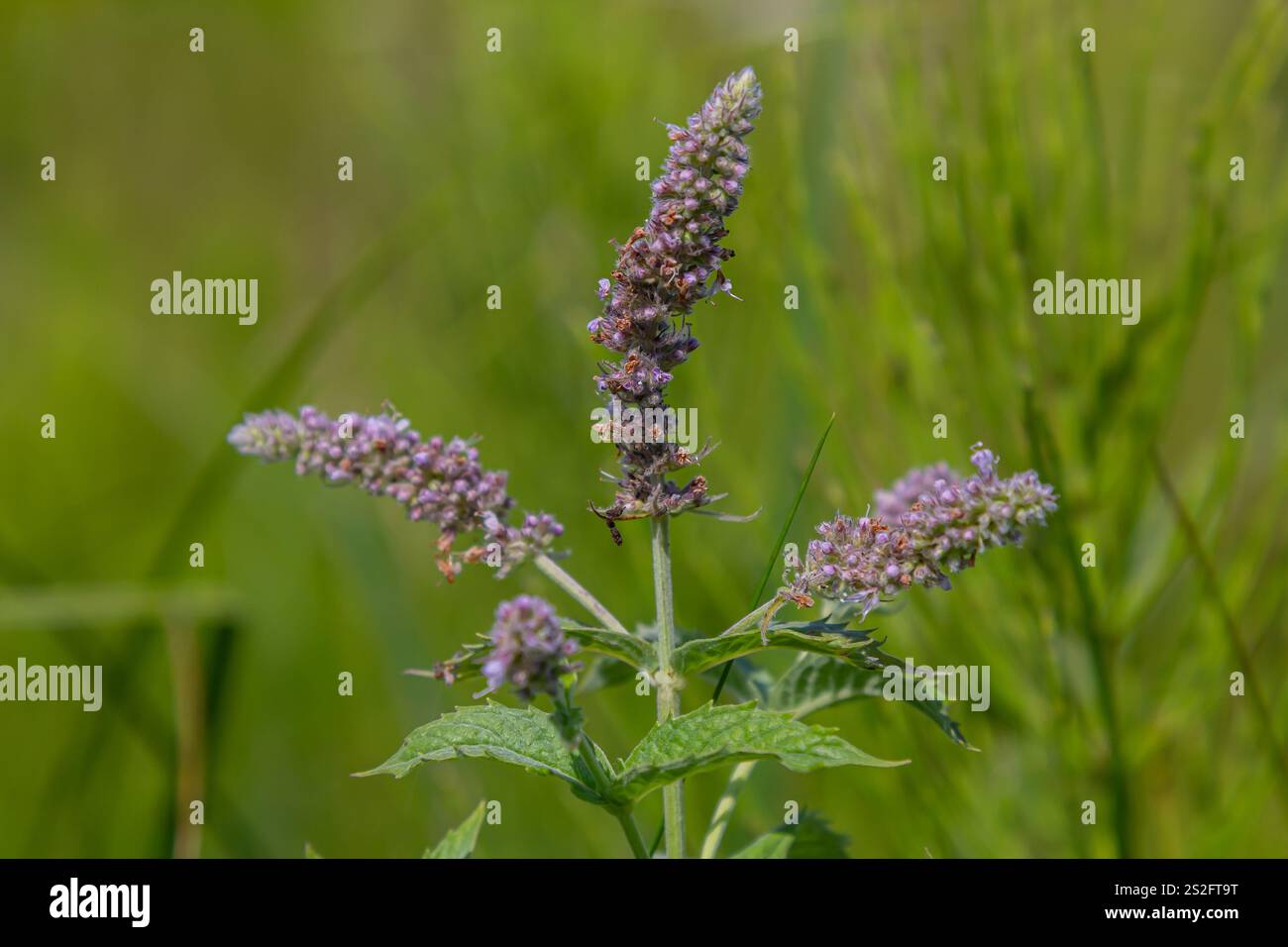In the summer, long-leaved mint Mentha longifolia grows in the wild ...