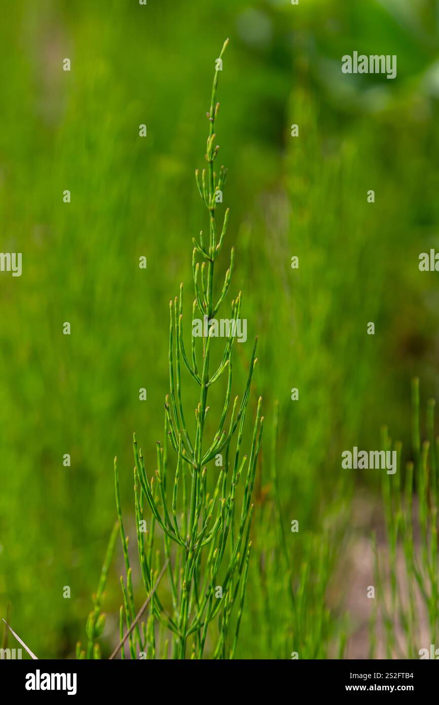 Horsetail field Equisetum arvense grows in the wild Stock Photo - Alamy