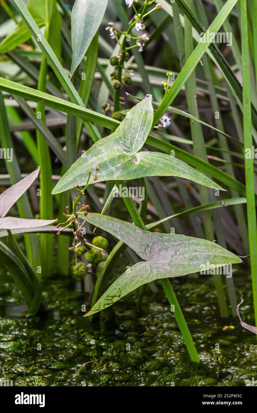 The wild aquatic plant Sagittaria sagittifolia grows in slow-flowing ...