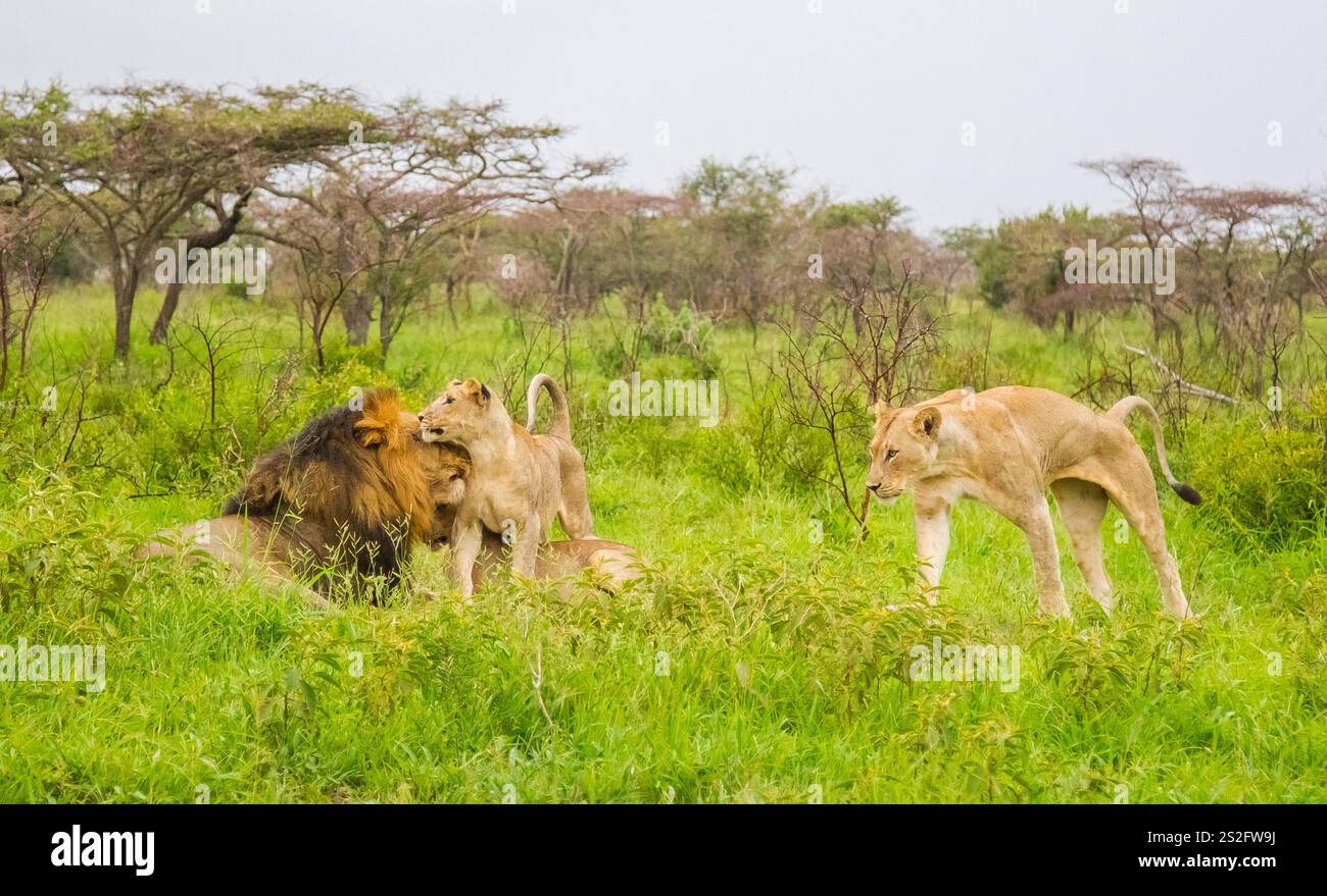 The Lions (Panthera leo) often hunt in groups at the Munyawana Private ...