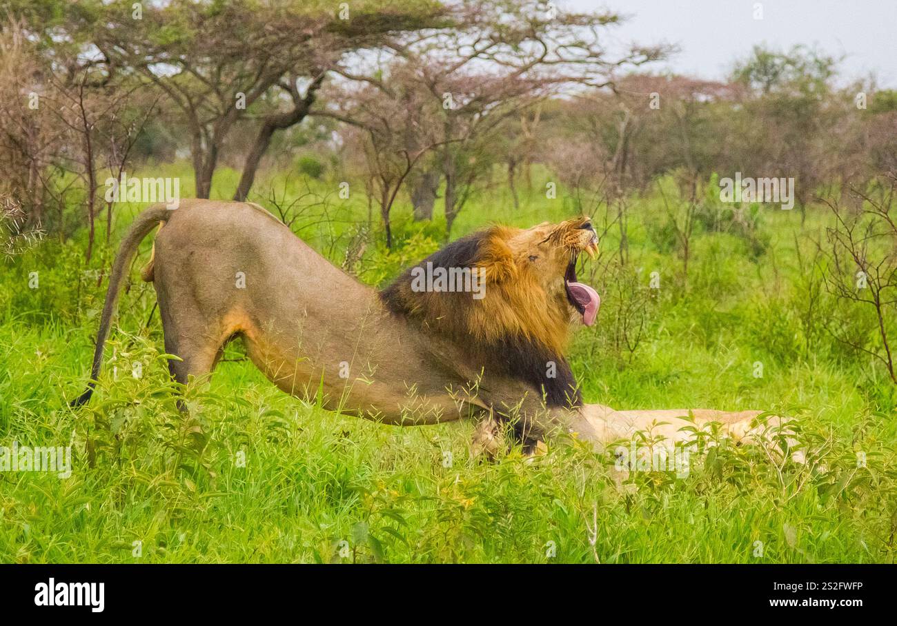 The Lions (Panthera leo) often hunt in groups at the Munyawana Private ...