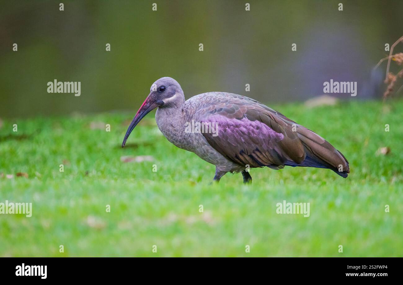 The hadeda ibis (Bostrychia hagedash), also called hadada, is an ibis ...