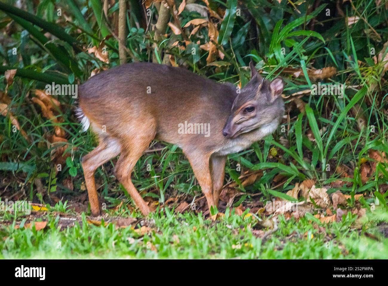 The blue duiker (Philantomba monticola) is a cute antelope species ...