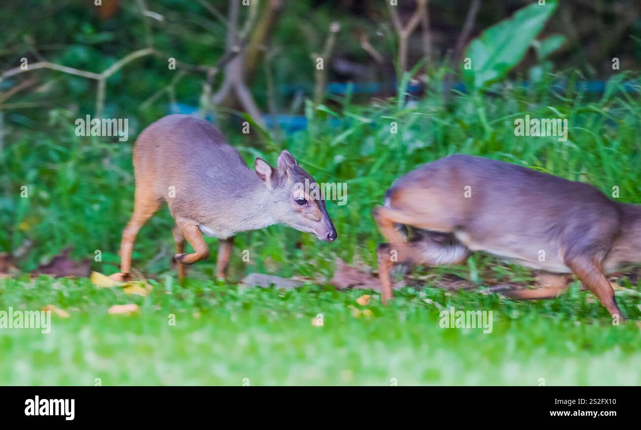 The blue duiker (Philantomba monticola) is a cute antelope species ...