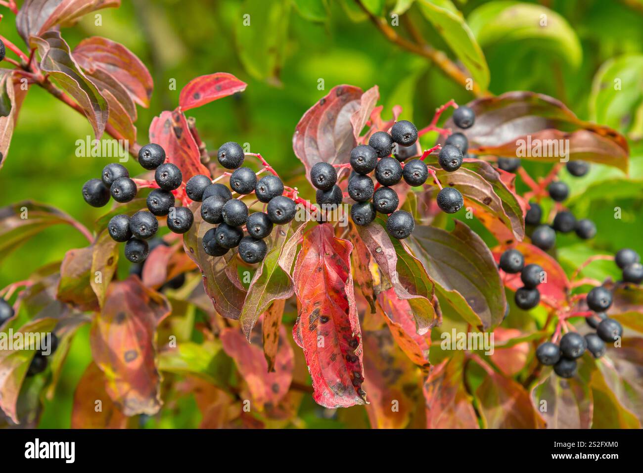 Cornus sanguinea is a perennial plant of the sod family. A tall shrub ...