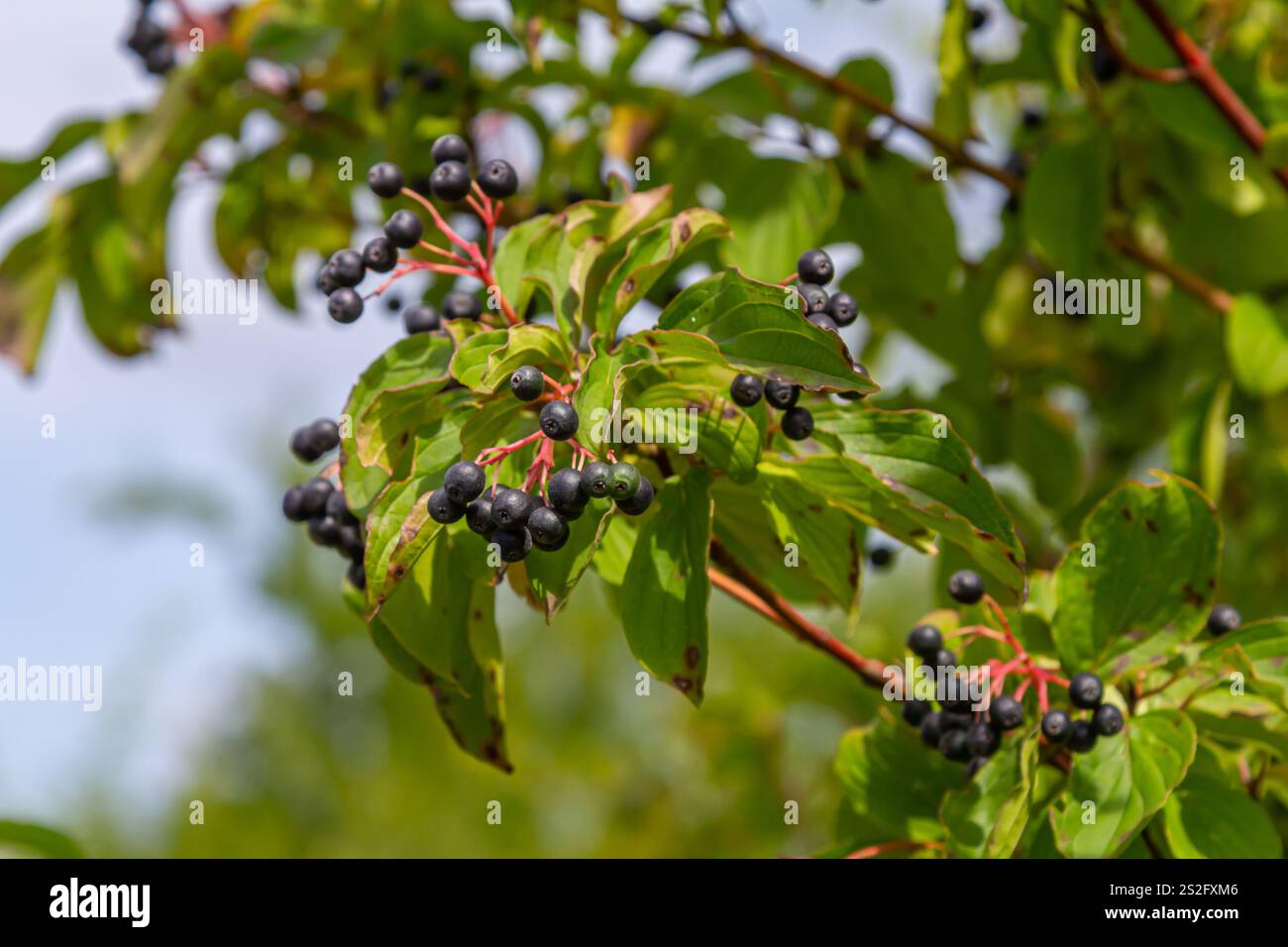 Cornus sanguinea is a perennial plant of the sod family. A tall shrub ...