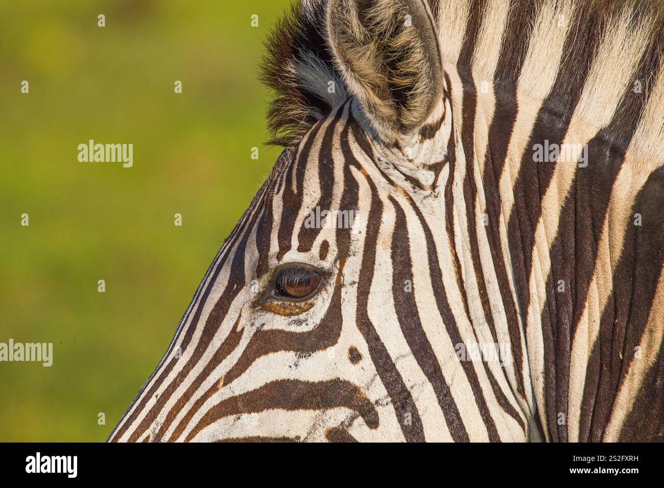 Zebra's eyes… The eyes of the Zebras one of the important parts of ...