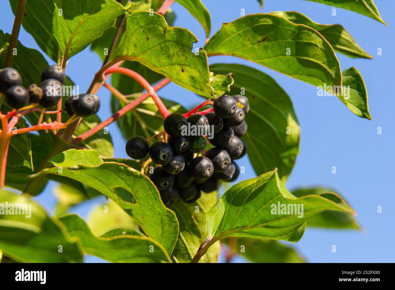 Cornus sanguinea is a perennial plant of the sod family. A tall shrub ...