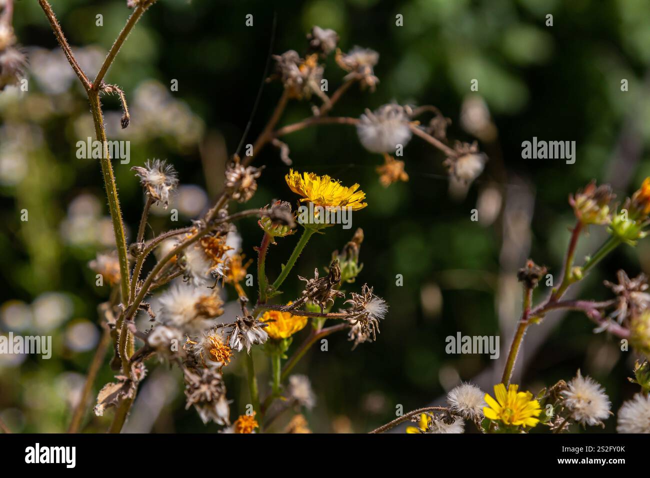 Hieracium laevigatum or smooth hawkweed. Hieracium, known by the common ...