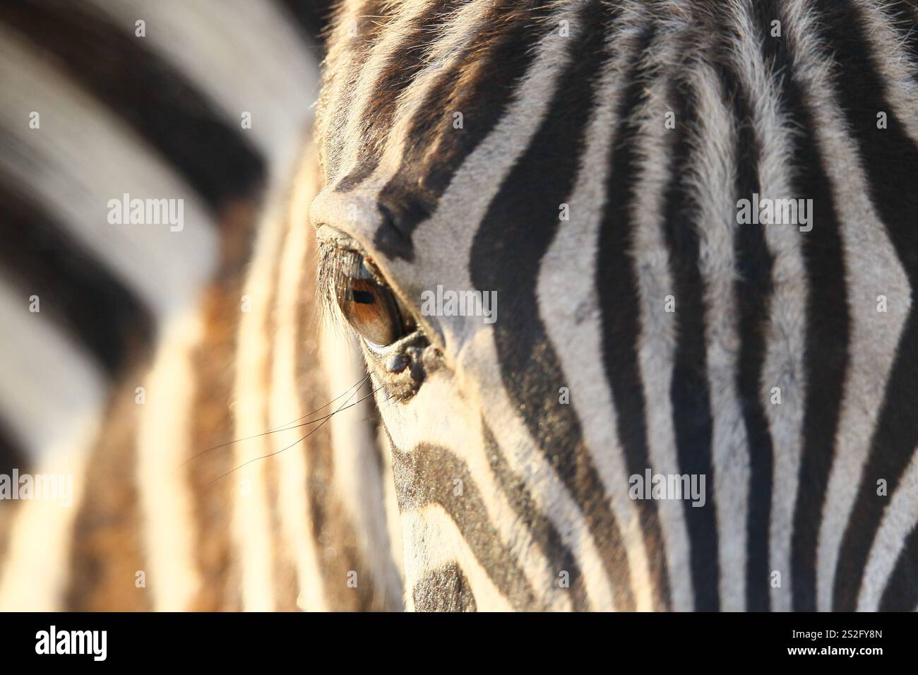 Zebra's eyes… The eyes of the Zebras one of the important parts of ...