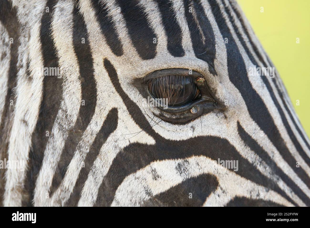 Zebra's eyes… The eyes of the Zebras one of the important parts of ...