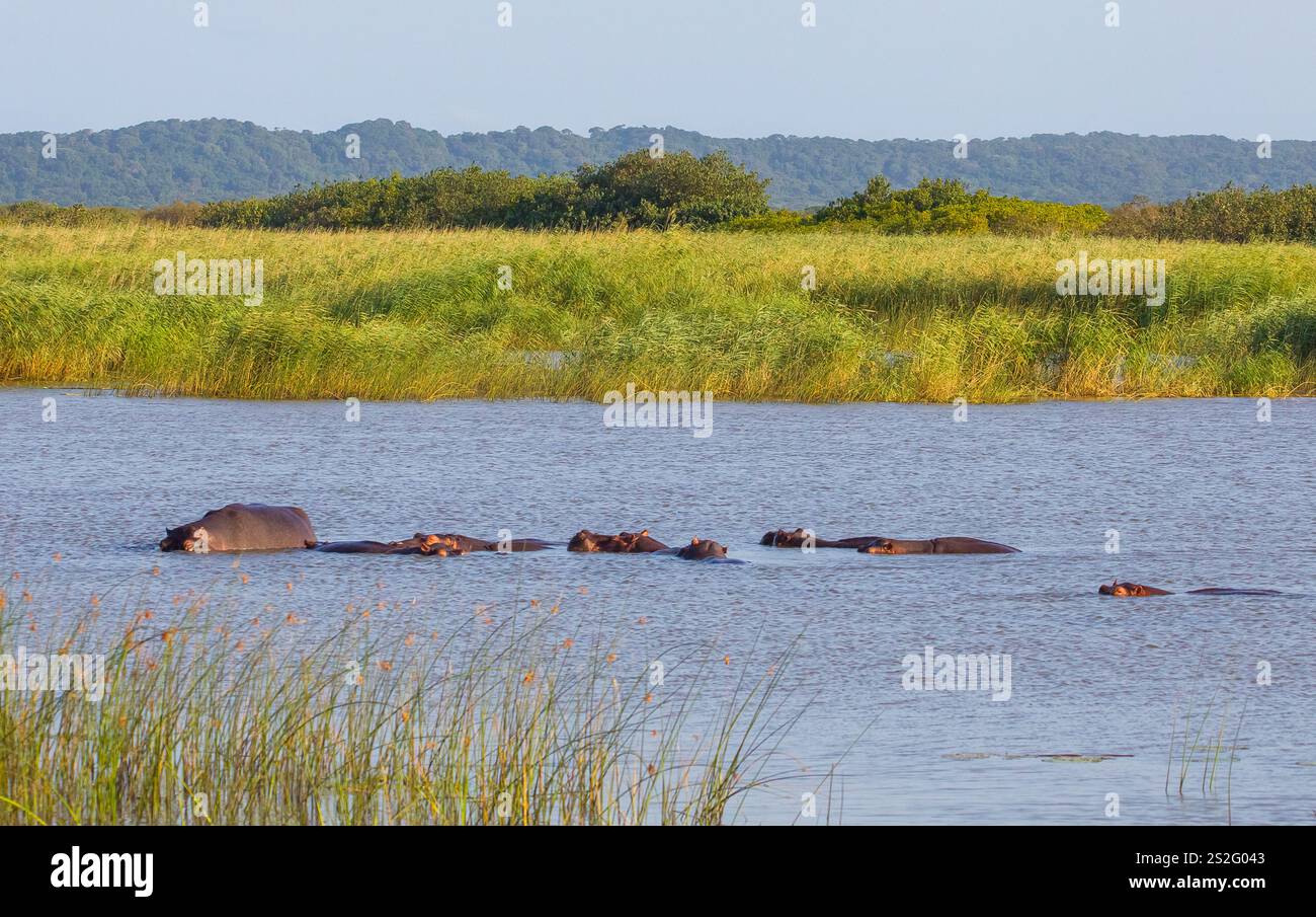 There are many hippos ((Hippopotamus amphibius) ) in the lake St. Lucia ...