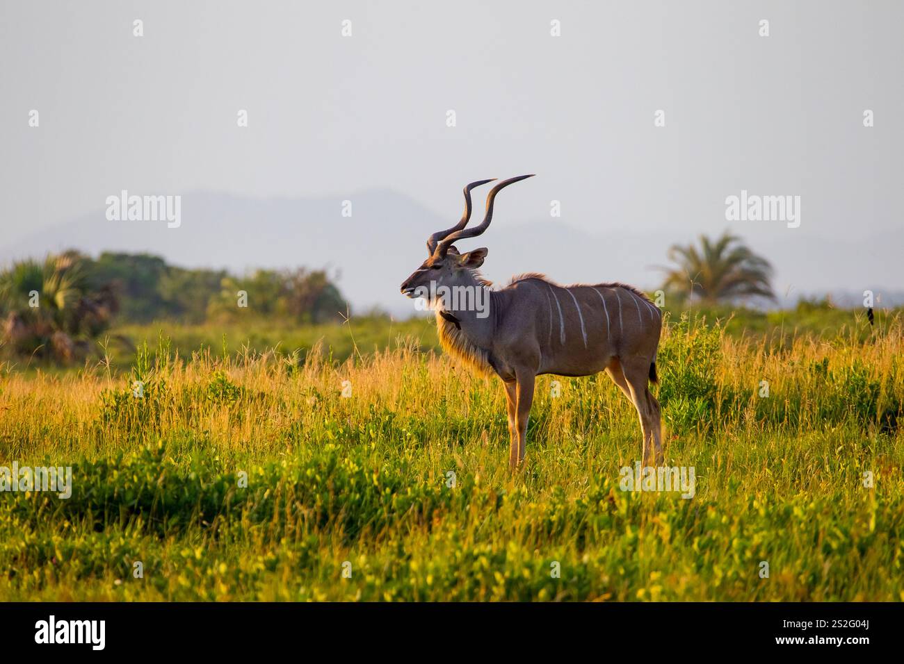 Kudus is two species of antelope of the genus Tragelaphus: Small kudu ...