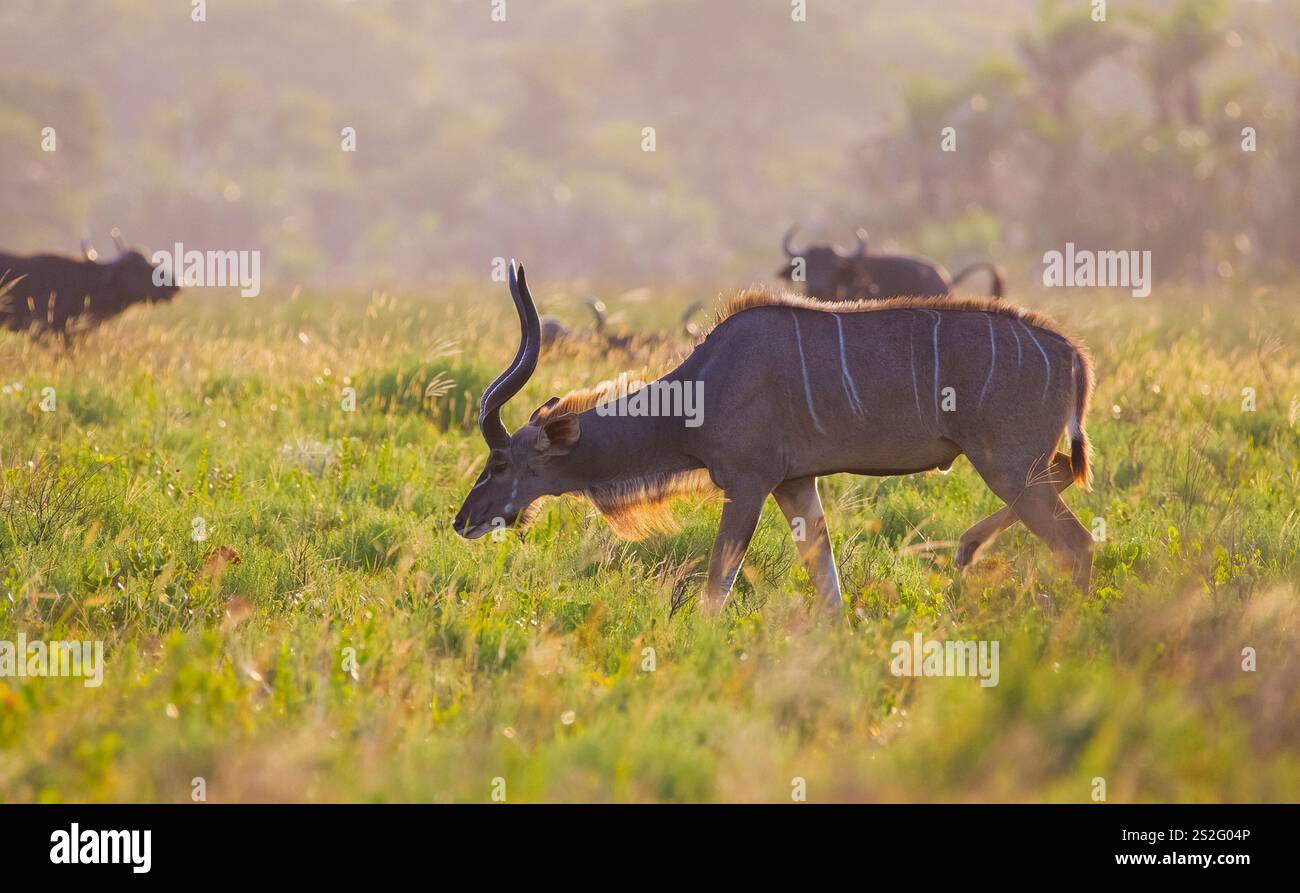 Kudus is two species of antelope of the genus Tragelaphus: Small kudu ...