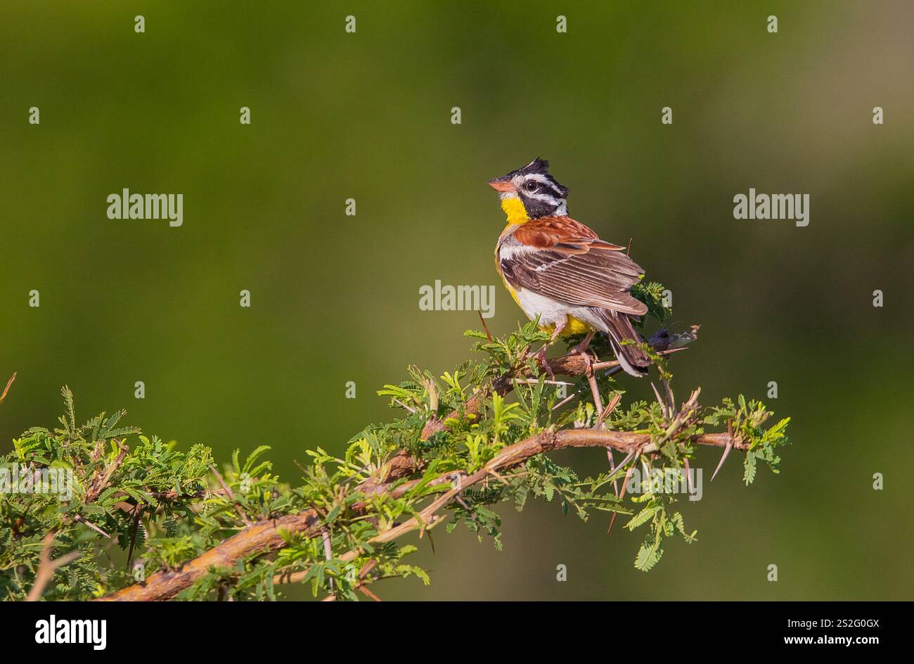 The Golden-breasted bunting (Emberiza flaviventris) bunting family is a ...