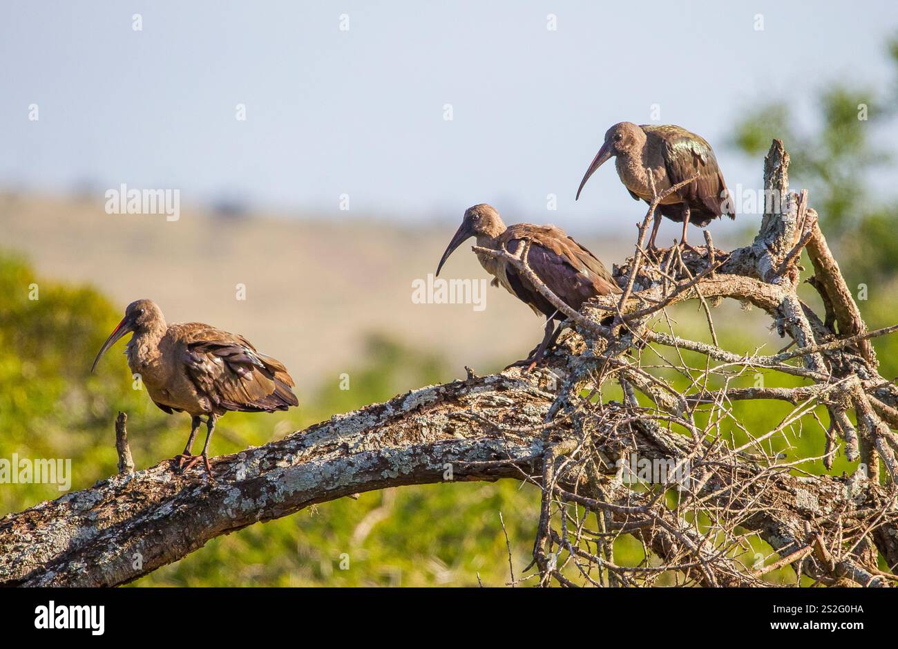 The hadeda ibis (Bostrychia hagedash), also called hadada, is an ibis ...