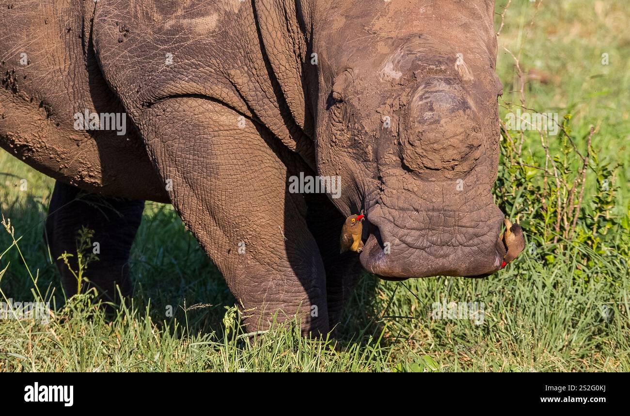 Zuka game drive hi-res stock photography and images - Alamy