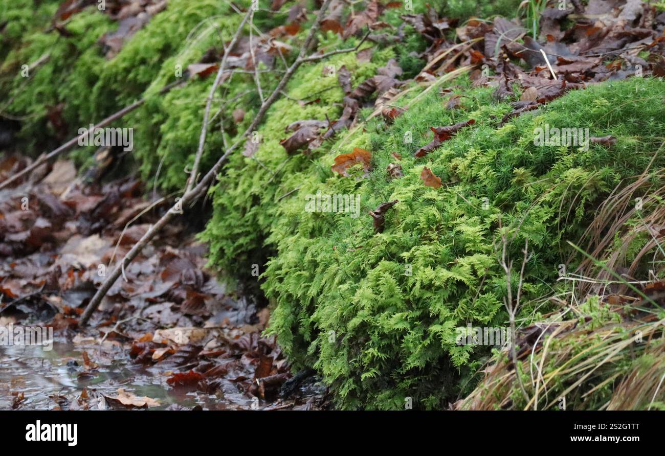 light green Stairstep-moss grows into Irish-moss Stock Photo - Alamy