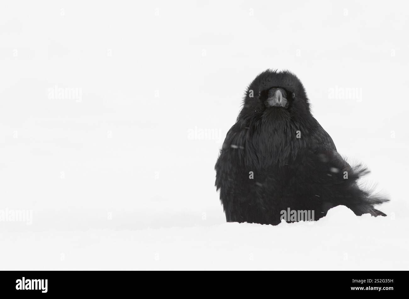 Raven (Corvus corax) in winter in Banff National park, Alberta, Canada ...