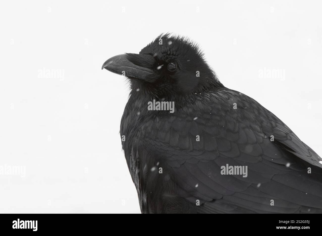 Raven (Corvus corax) in winter in Banff National park, Alberta, Canada ...