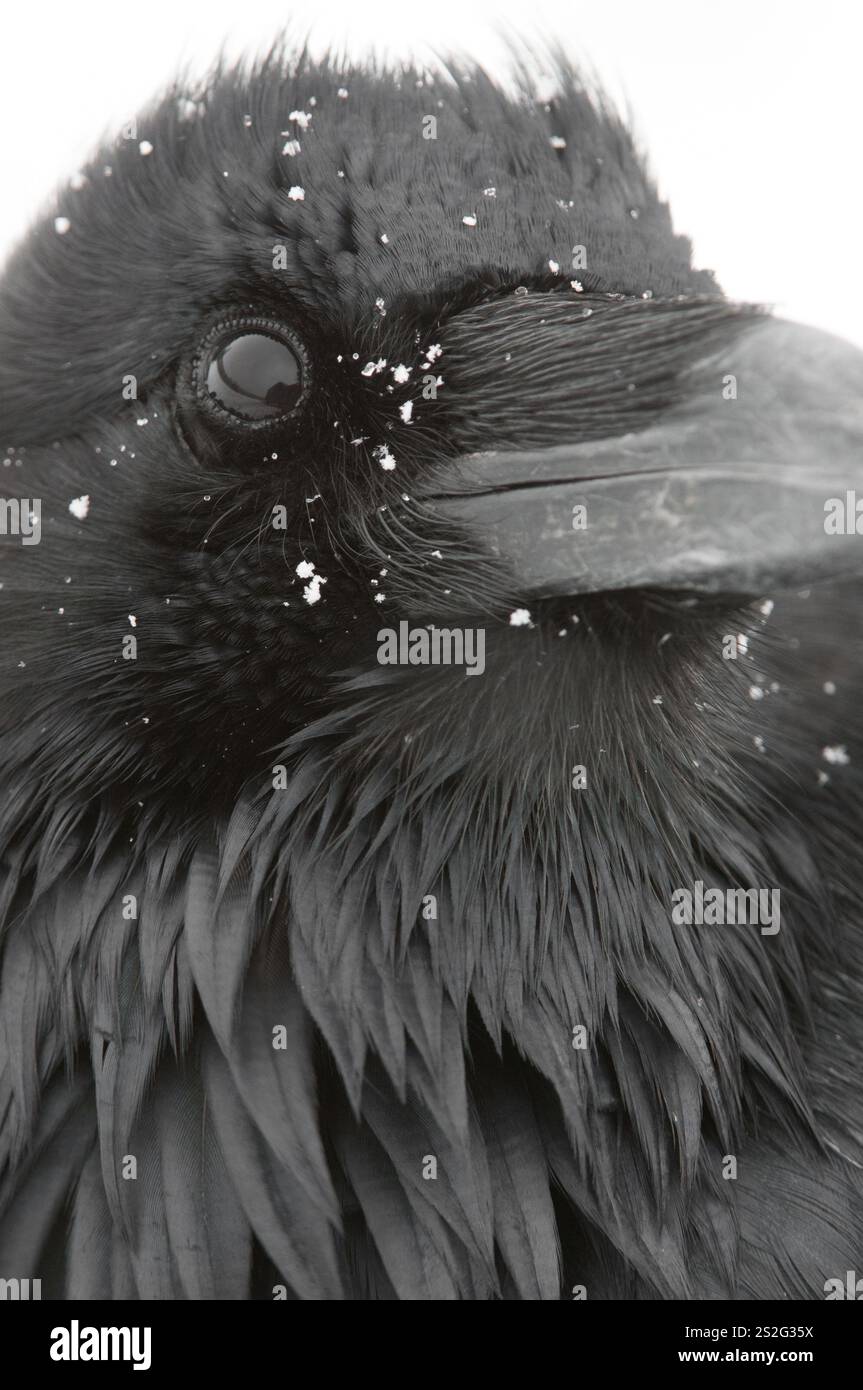 Raven (Corvus corax) in winter in Banff National park, Alberta, Canada ...