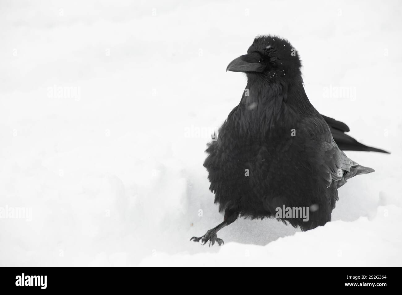 Raven (Corvus corax) in winter in Banff National park, Alberta, Canada ...