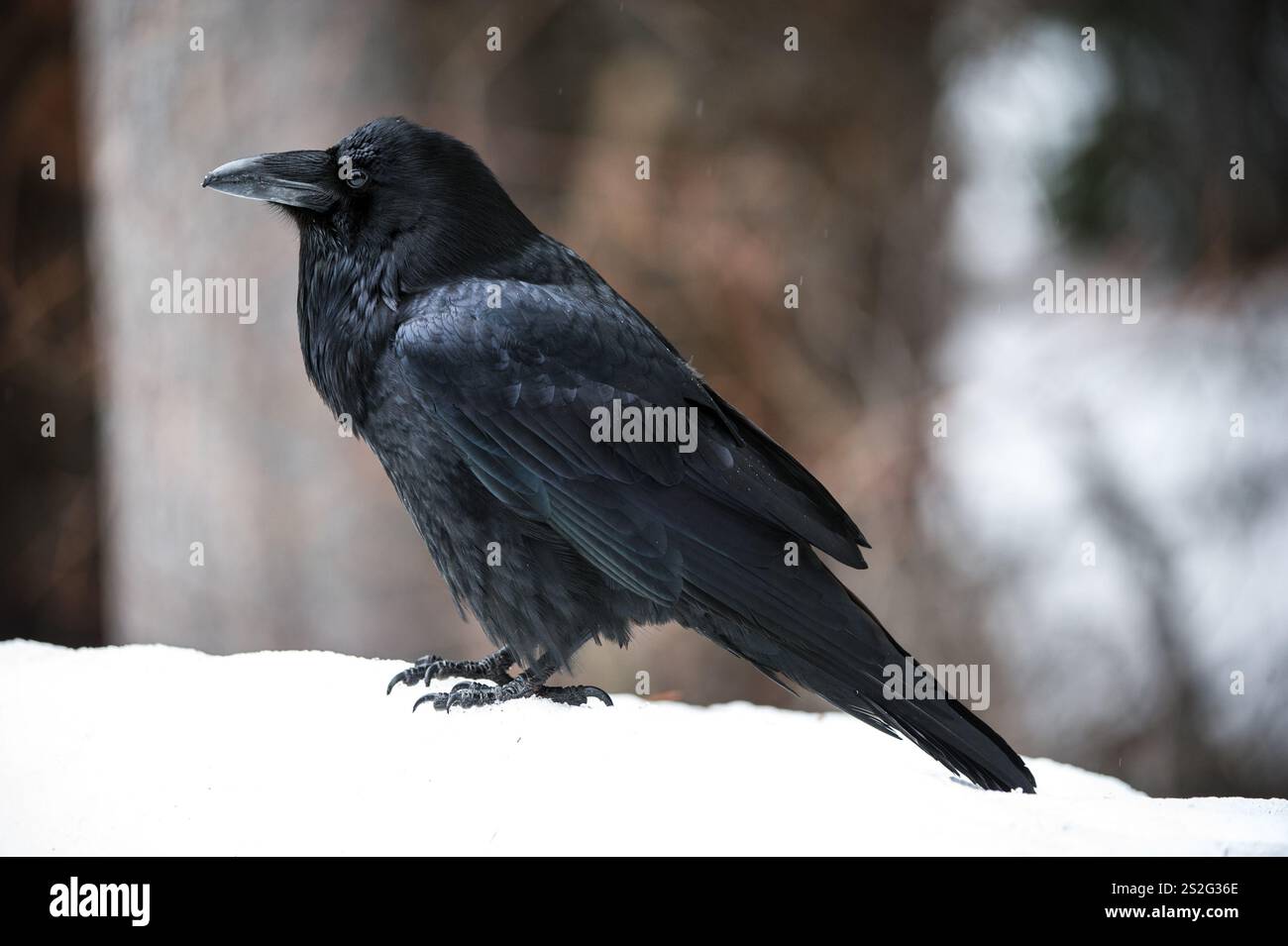 Raven (Corvus corax) in winter in Banff National park, Alberta, Canada ...
