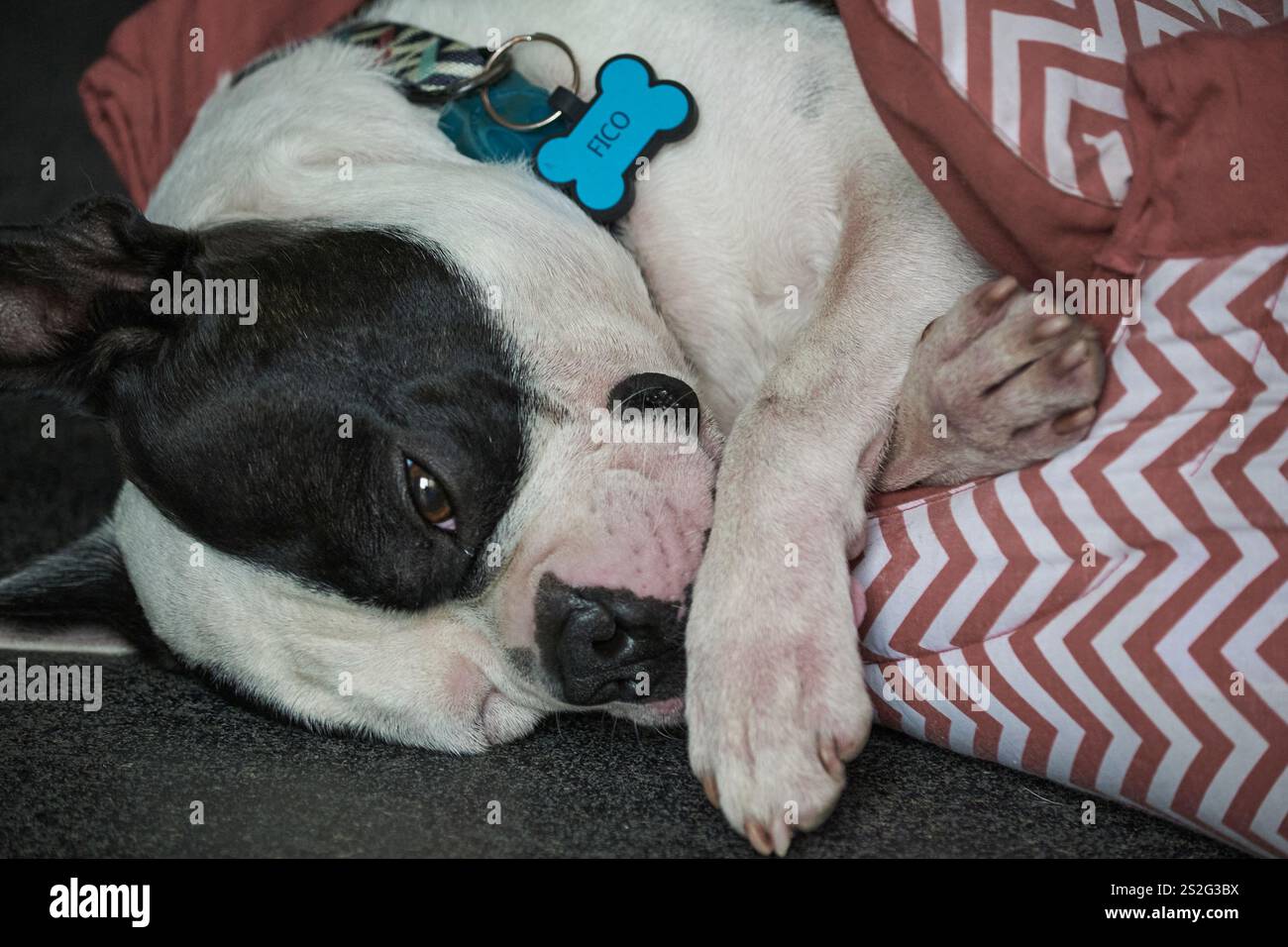 Boston terrier sleeping peacefully with his head out of his bed Stock ...