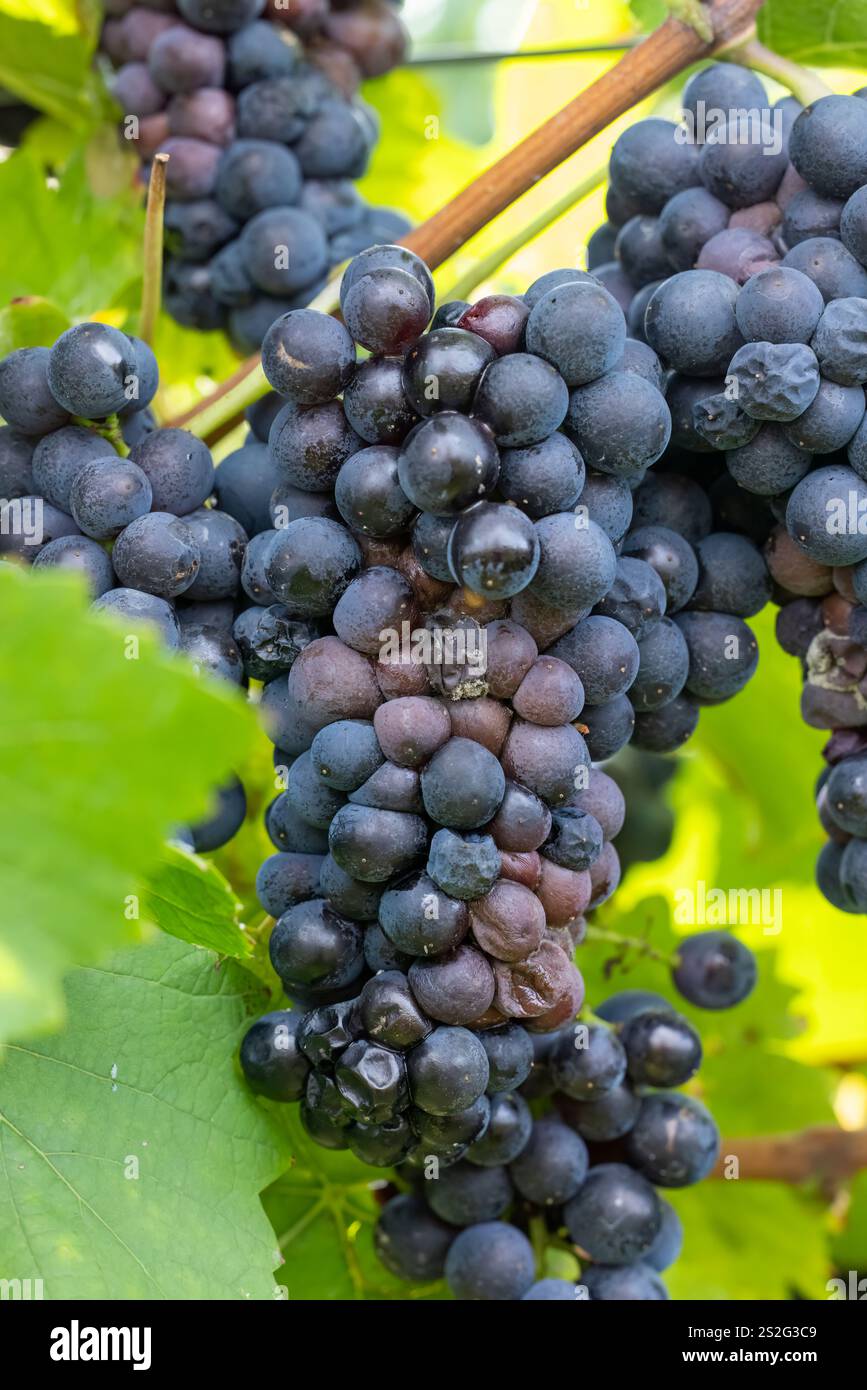 Blue grapes infested with gray mold Stock Photo - Alamy
