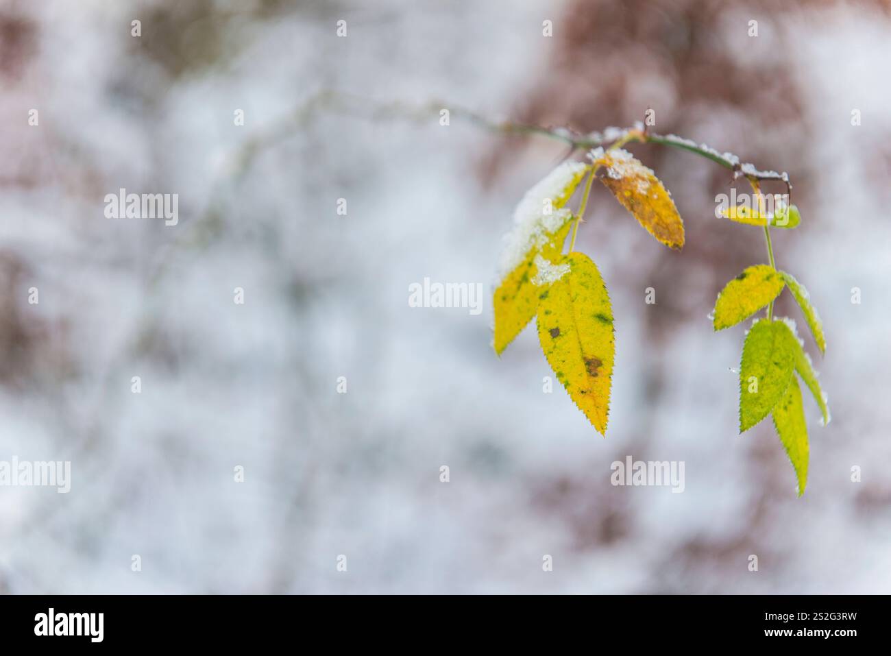 Schnee auf einem Blatt an einem Ast. Deutschland, Baden Würrtemberg ...