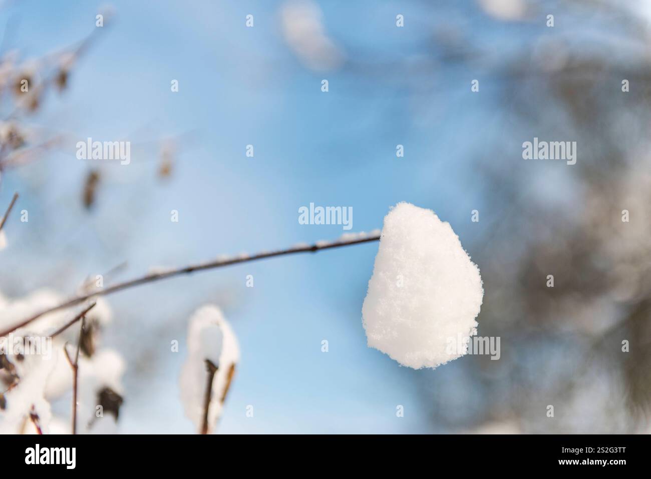 Schnee auf einem Blatt an einem Ast. Deutschland, Baden Würrtemberg ...