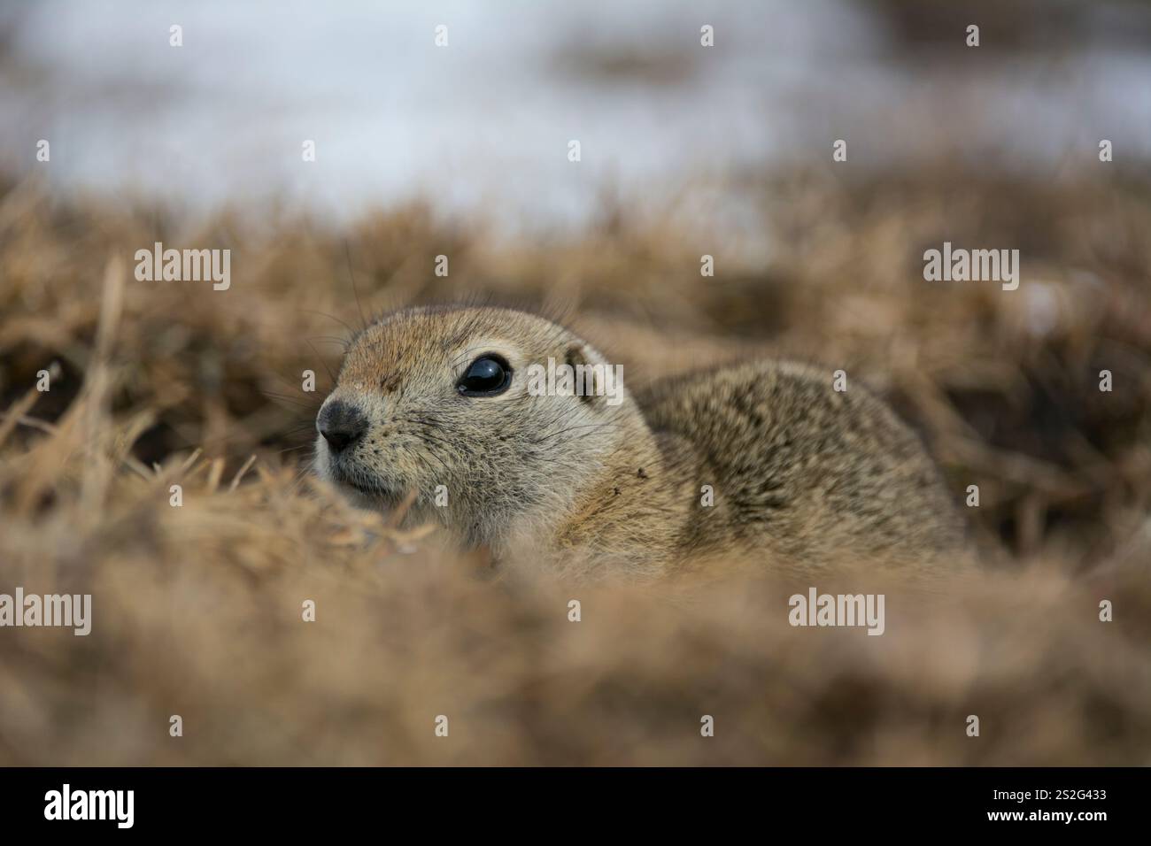 Richardson's Ground Squirrel (Spermophilus richardsonii) in the ...