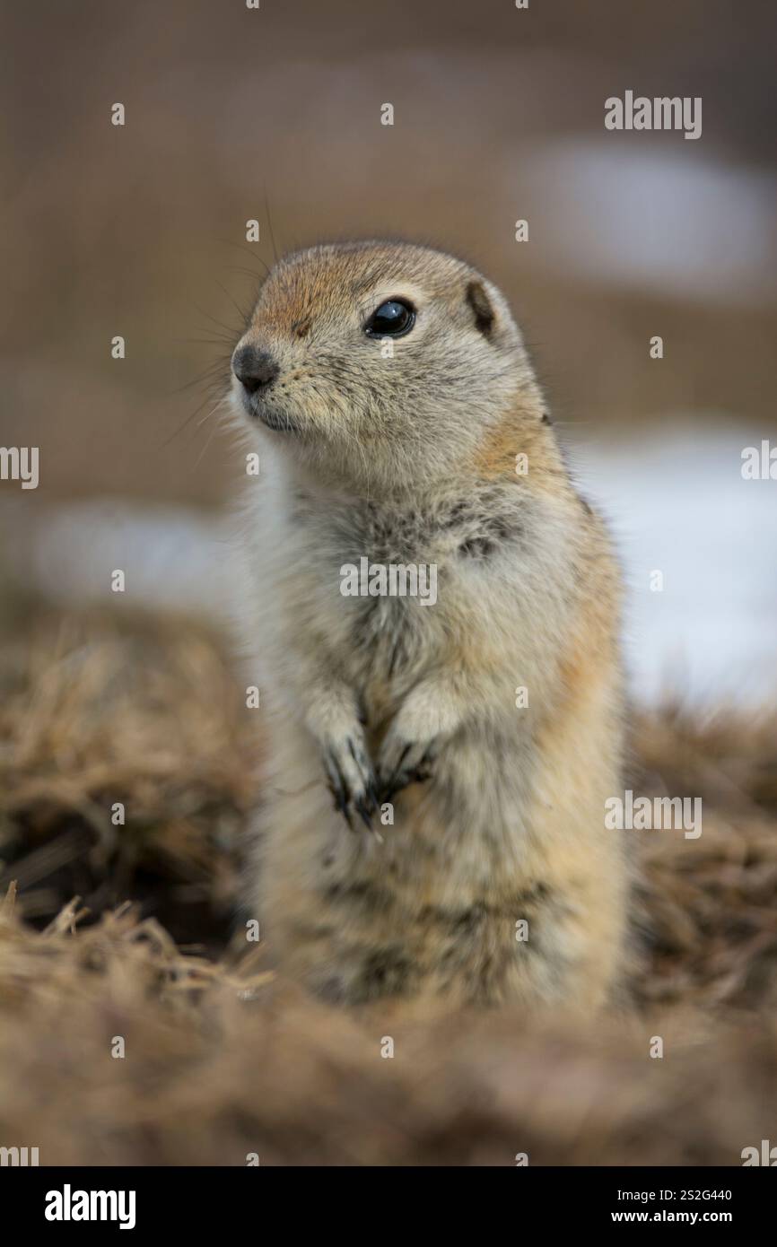 Richardson's Ground Squirrel (Spermophilus richardsonii) in the ...