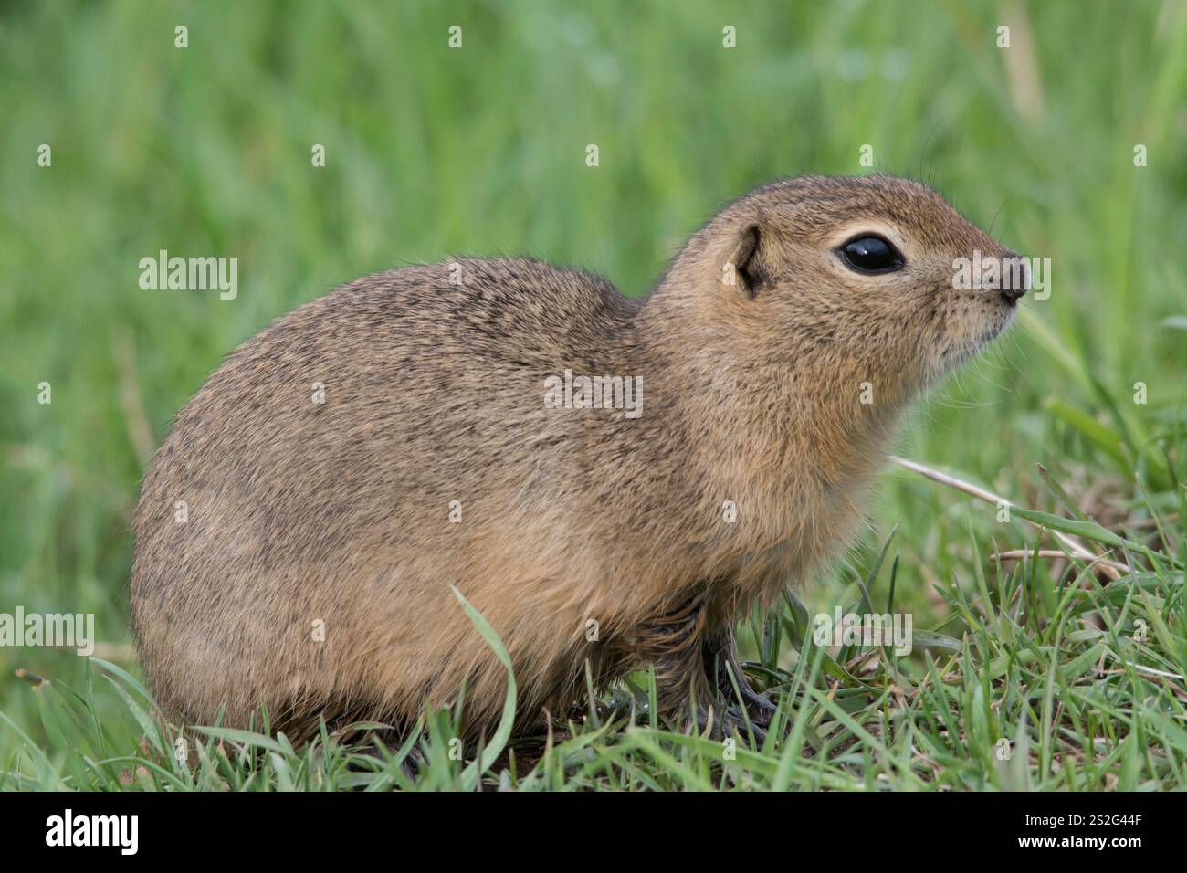 Richardson's Ground Squirrel (Spermophilus richardsonii) in the ...