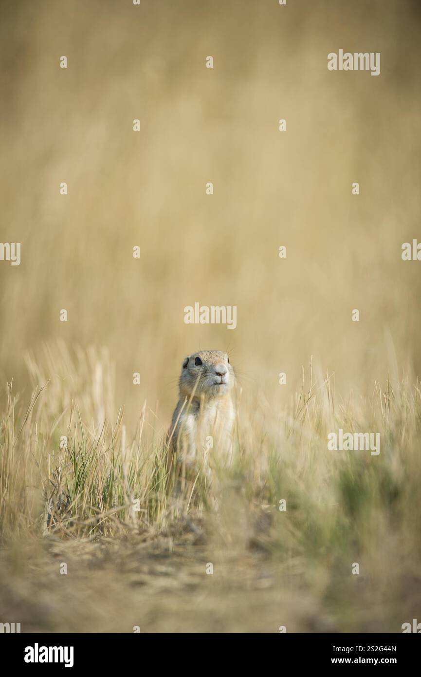 Richardson's Ground Squirrel (Spermophilus richardsonii) in the ...