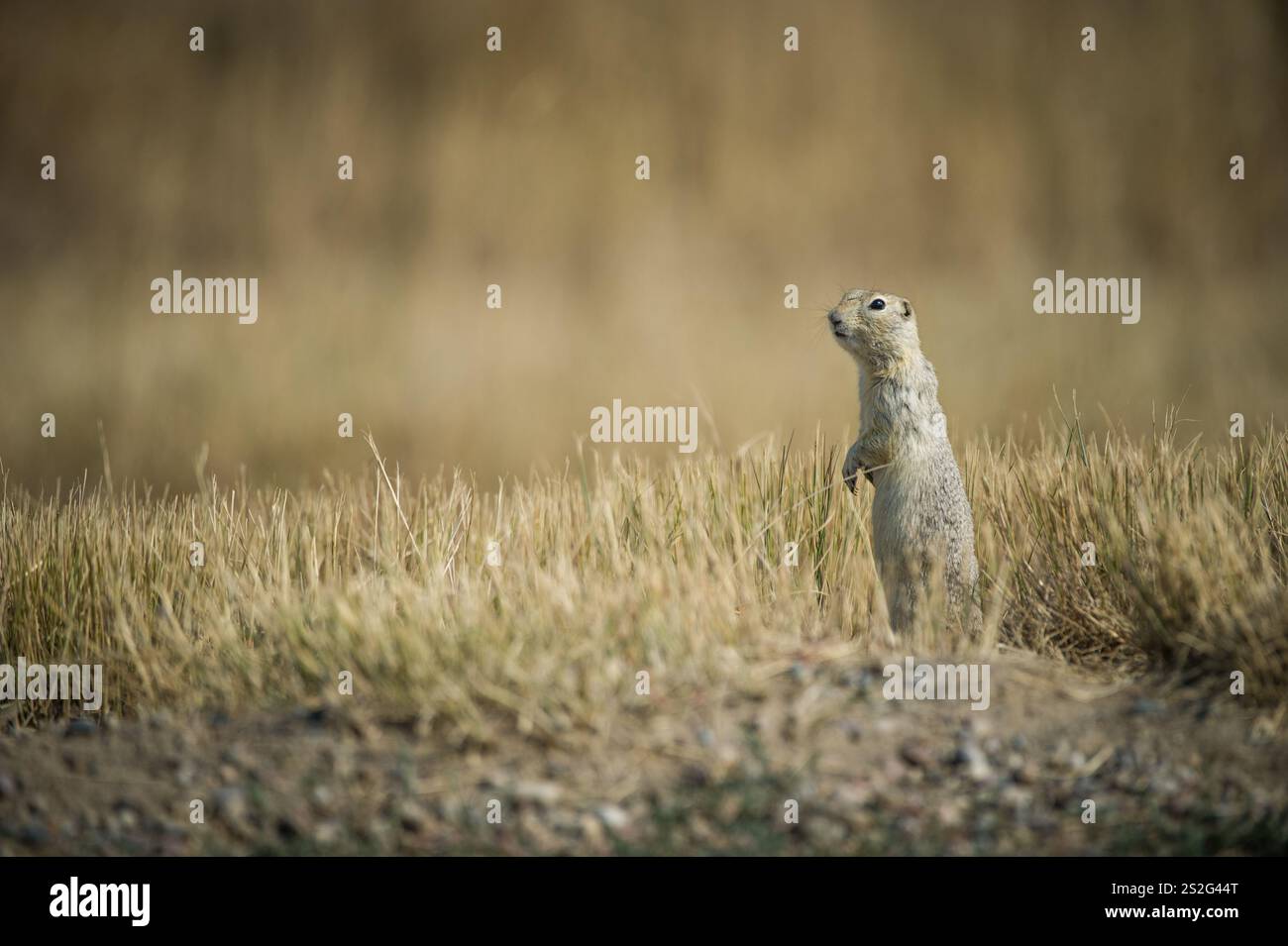 Richardson's Ground Squirrel (Spermophilus richardsonii) in the ...