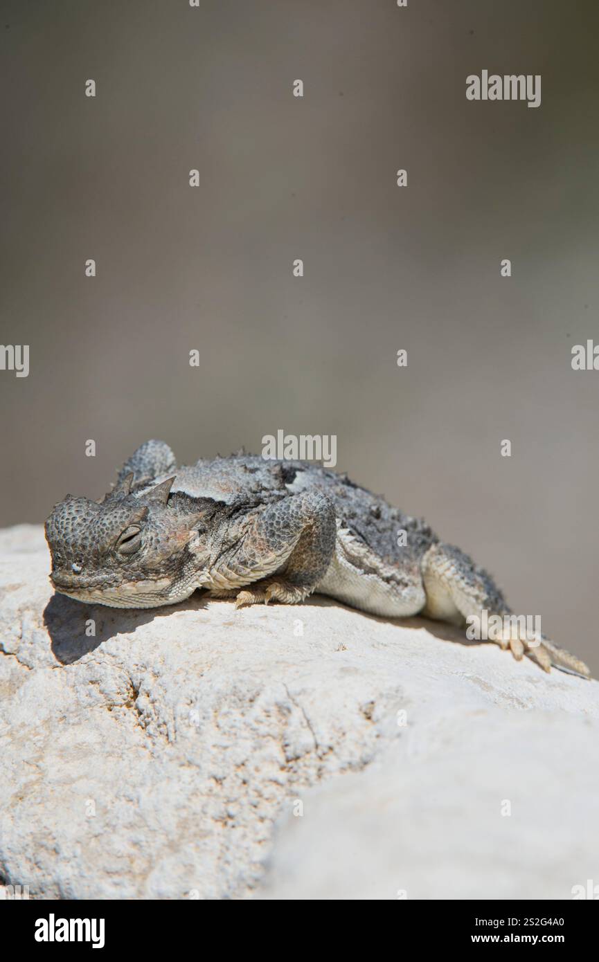 Desert Horned Lizard (Phrynosoma platyrhinos) perched on rocks, Death ...