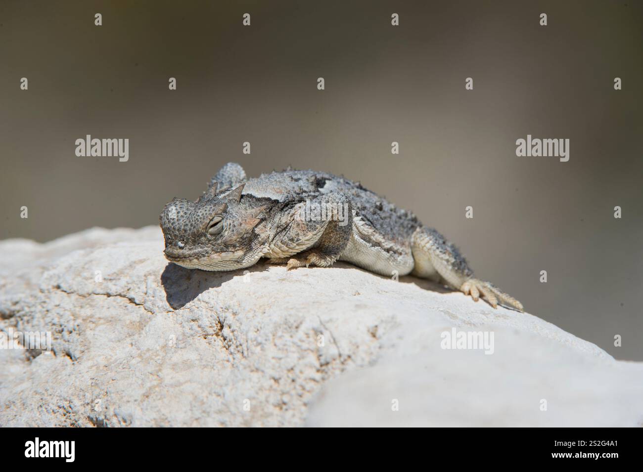Desert Horned Lizard (Phrynosoma platyrhinos) perched on rocks, Death ...