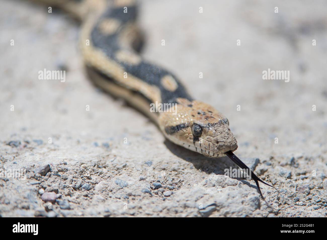 Pacific Gopher Snake (Pituophis catenifer catenifer) close up portrait ...